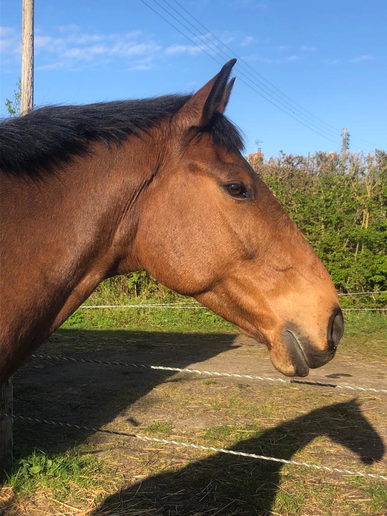 Horse Case Study with DEEP OSCILLATION - Sue Wright, Equine MFR ...