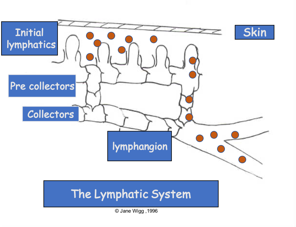 Jane Wigg RGN, MSc, Lymphoedema Clinical Expert, Answers L-W-O ...